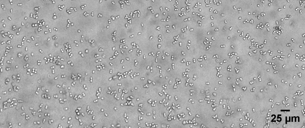 Fermentation – ParticleTech