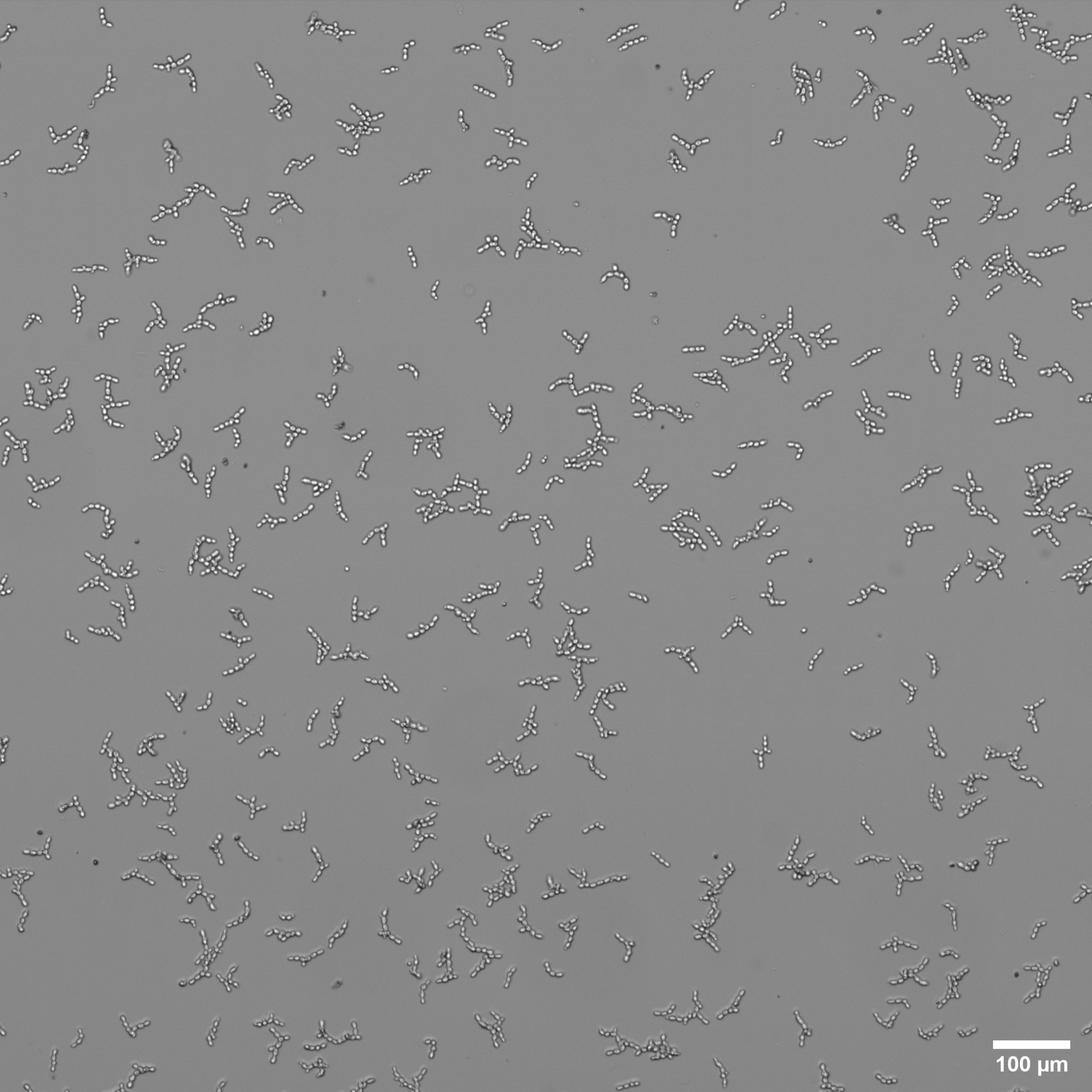 HR-ImageGallery – ParticleTech